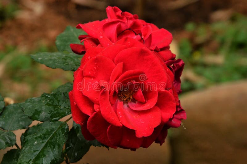 Beautiful Red Rose in the Garden Stock Photo - Image of beautiful, love ...