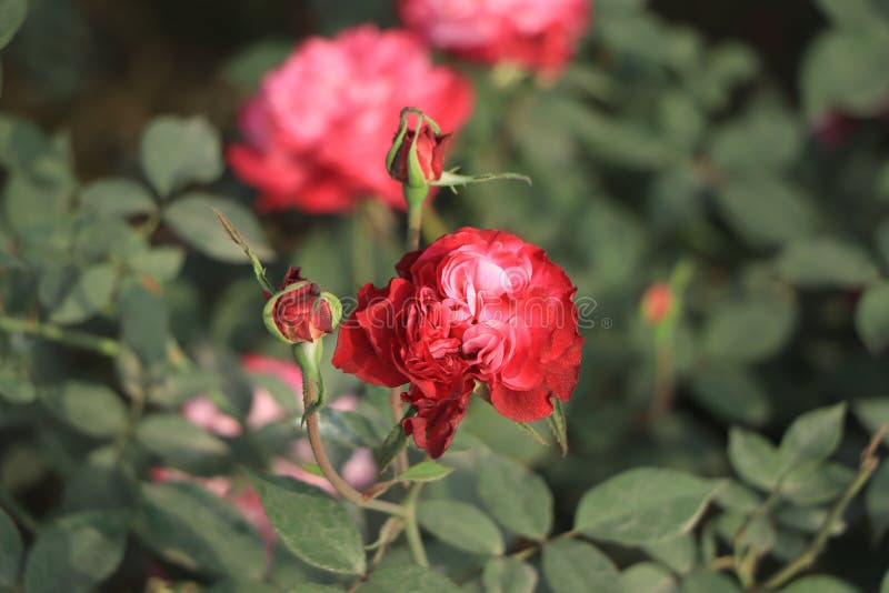 Beautiful Red Rose in a Garden Stock Photo - Image of branch, autumn ...