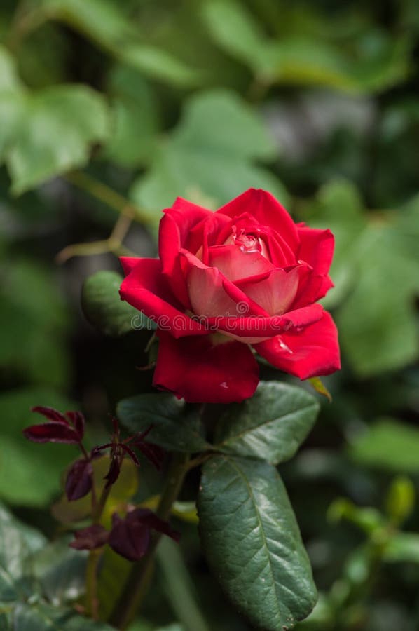 Beautiful red rose stock image. Image of nature, garden - 94535981
