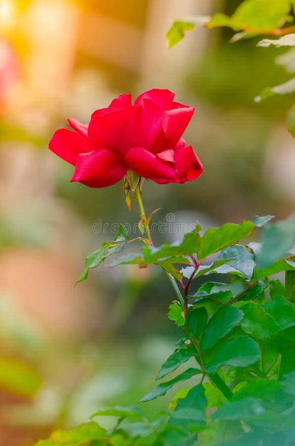 Beautiful Red Rose in a Garden Stock Image - Image of macro, color ...