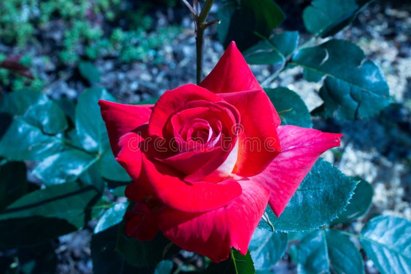 Beautiful Red Rose in the Garden Stock Photo - Image of floral, macro ...