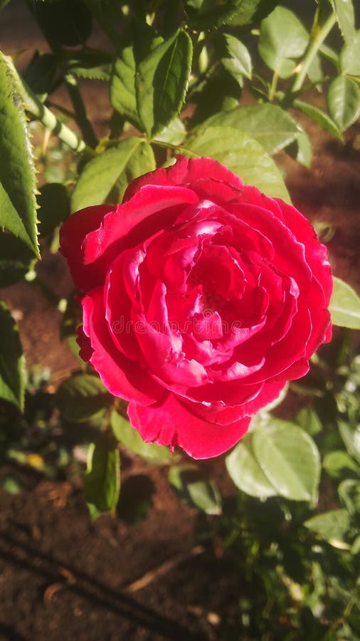 Beautiful Red Rose in the Garden at Night Stock Photo - Image of nature ...
