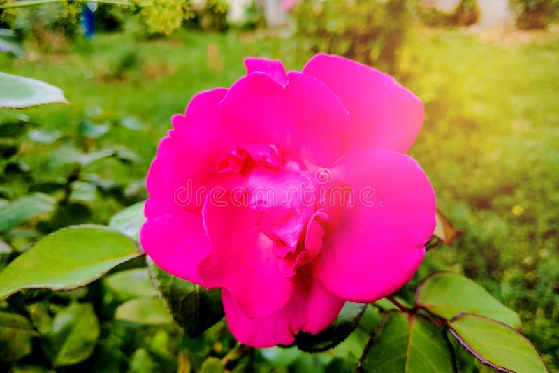 Beautiful Red Rose in a Garden, Spring, Nature Stock Image - Image of ...