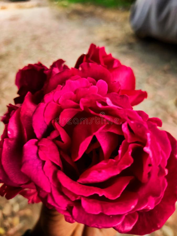 Beautiful Red Rose with Glossy Red Color Big Size Stock Photo - Image ...