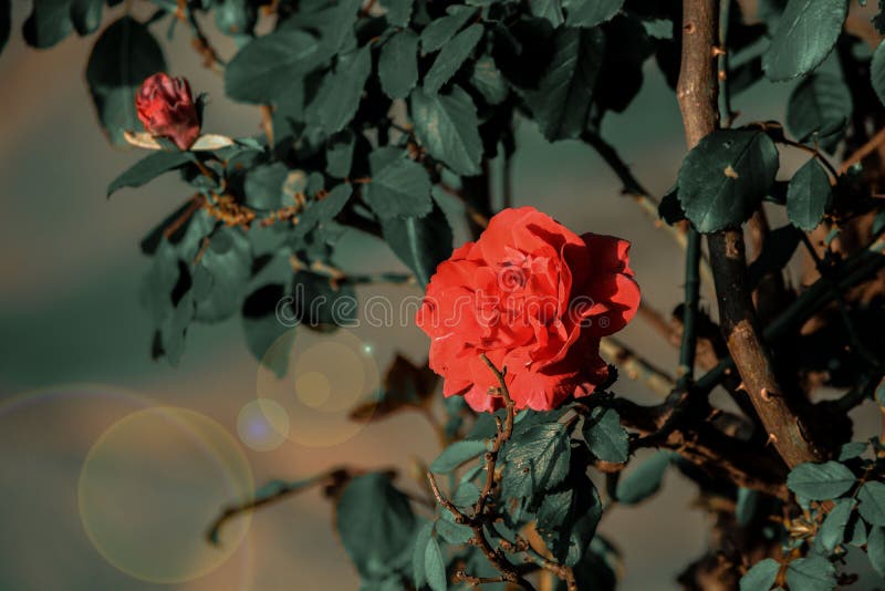 Beautiful Red Rose Glowing in Sun Rays Stock Photo - Image of plant ...