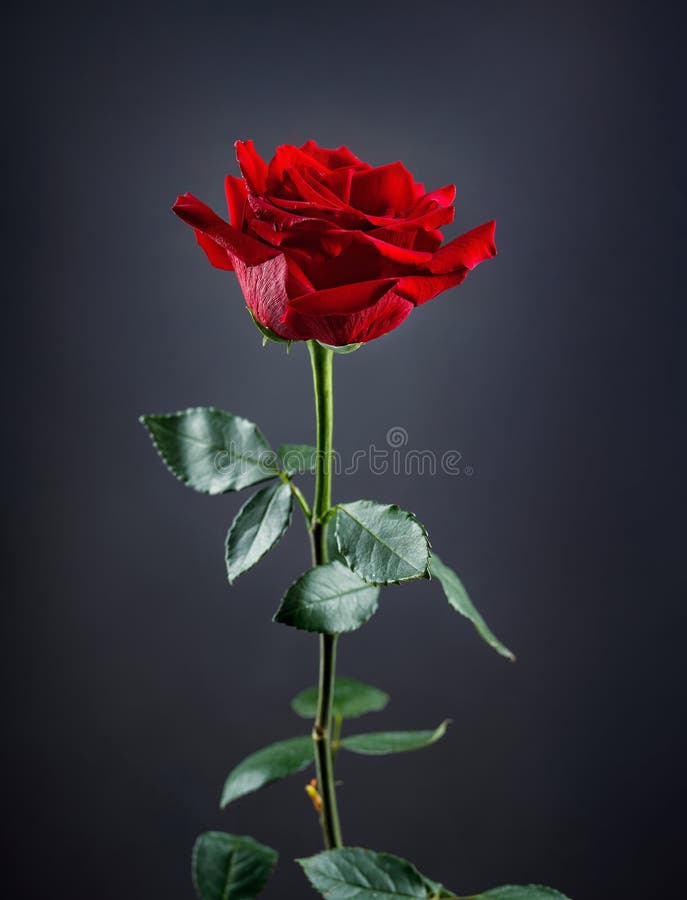 Beautiful Red Rose on a Gray Background Stock Image - Image of blossom ...