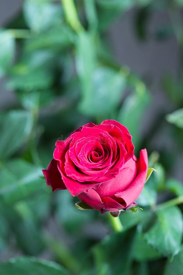 Beautiful Red Rose on Green Background, Close-up Stock Photo - Image of ...