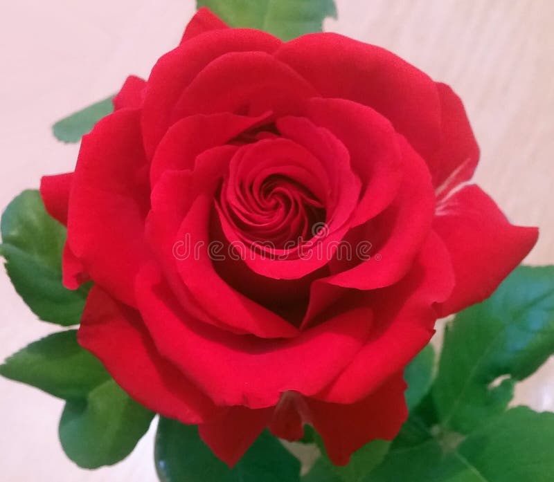 Beautiful Red Rose Green Leaf Stock Photo - Image of green, nature ...