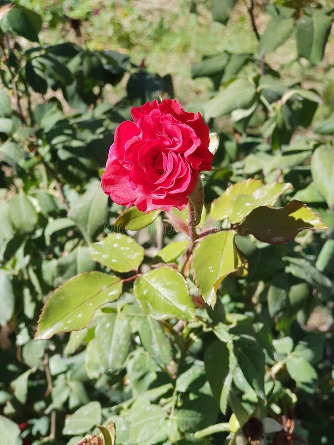 Beautiful Red Rose with Green Leaves Stock Photo - Image of rose ...