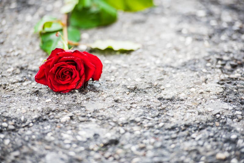 Beautiful Red Rose with Green Leaves Left on the Street Stock Image ...