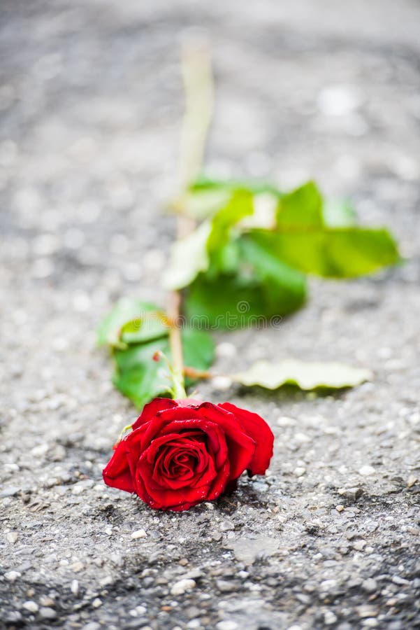 Beautiful Red Rose with Green Leaves Left on the Street - Vertical ...