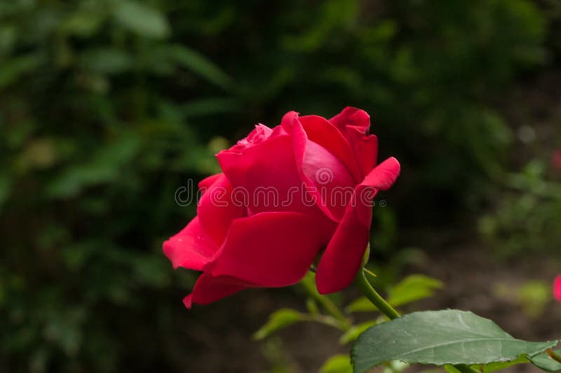 Beautiful Red Rose with Green Leaves in Nature.Background Stock Photo ...