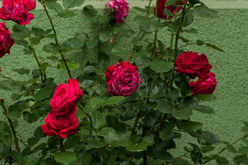 Beautiful Red Rose with Green Leaves in Nature.Background Stock Image ...