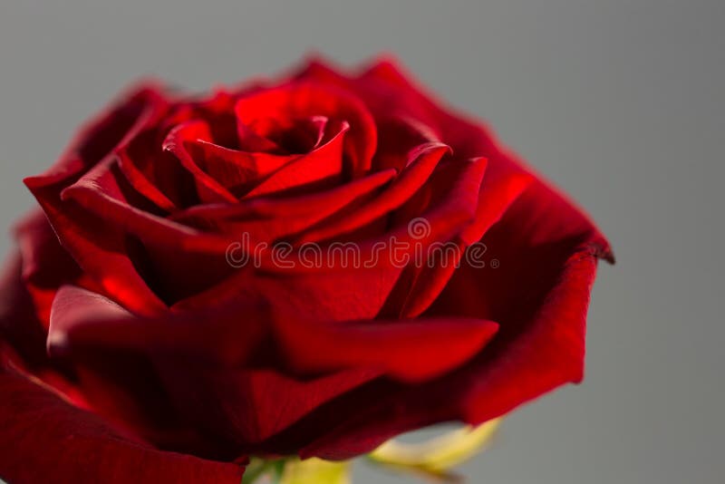 Beautiful Red Rose with Grey Background Stock Illustration ...