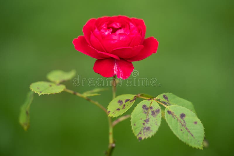 Beautiful Red Rose Growing in the Garden Stock Image - Image of beauty ...