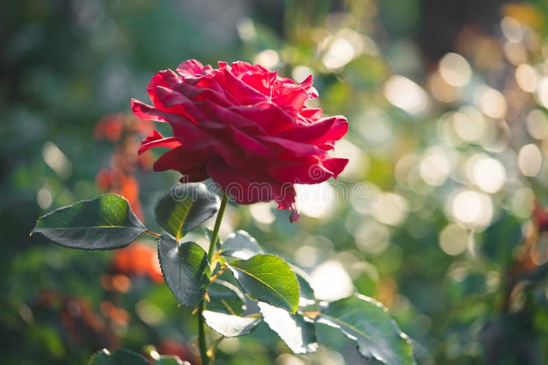 Beautiful Red Rose Growing in the Garden Stock Image - Image of ...