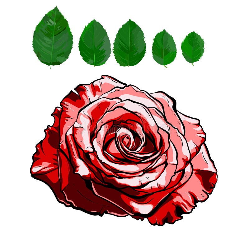 Beautiful Red Rose. Hand-drawn Illustration Vector Eps Stock Vector ...