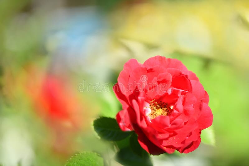 Beautiful Red Rose. High Resolution Photo Stock Image - Image of ...
