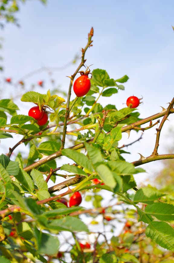Beautiful red rose-hip stock image. Image of health, rosa - 27110211