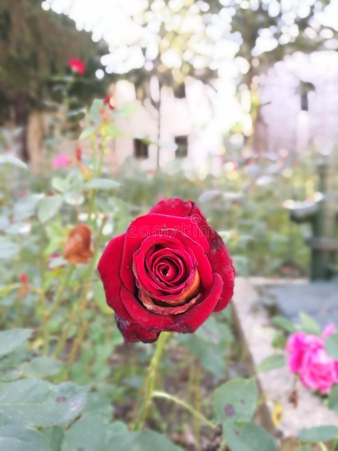 Red Rose at Topkapi Palace stock photo. Image of istanbul - 103010382