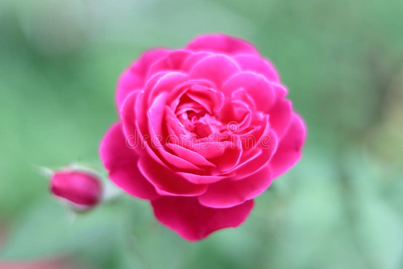 Beautiful Red Rose Flower on Natural Background Stock Image - Image of ...