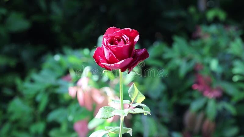 A Beautiful Red Rose Isolated on the Tree Stock Video - Video of aroma ...