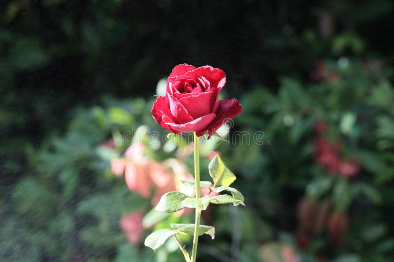 A Beautiful Red Rose Isolated On The Tree Stock Image Image Of Romantic Bokeh 305888609