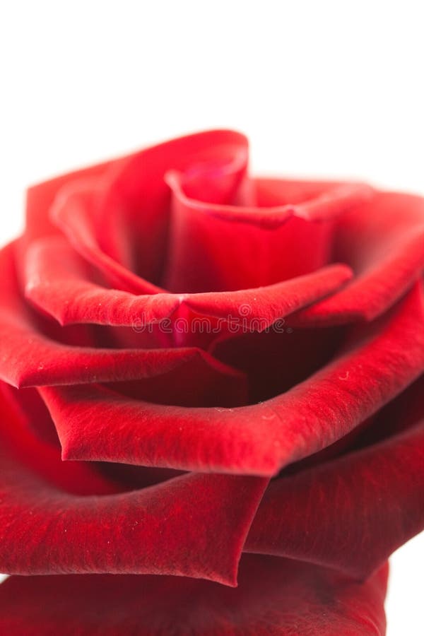 Beautiful Red Rose Isolated on White Stock Photo - Image of rose, frame ...