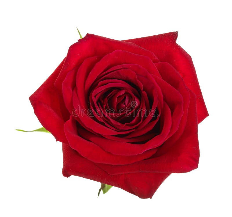 Beautiful Red Rose Isolated on White Background Stock Image - Image of ...
