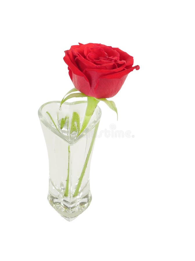 A Beautiful Red Rose Kept in a Glass Vase Stock Image - Image of farm ...