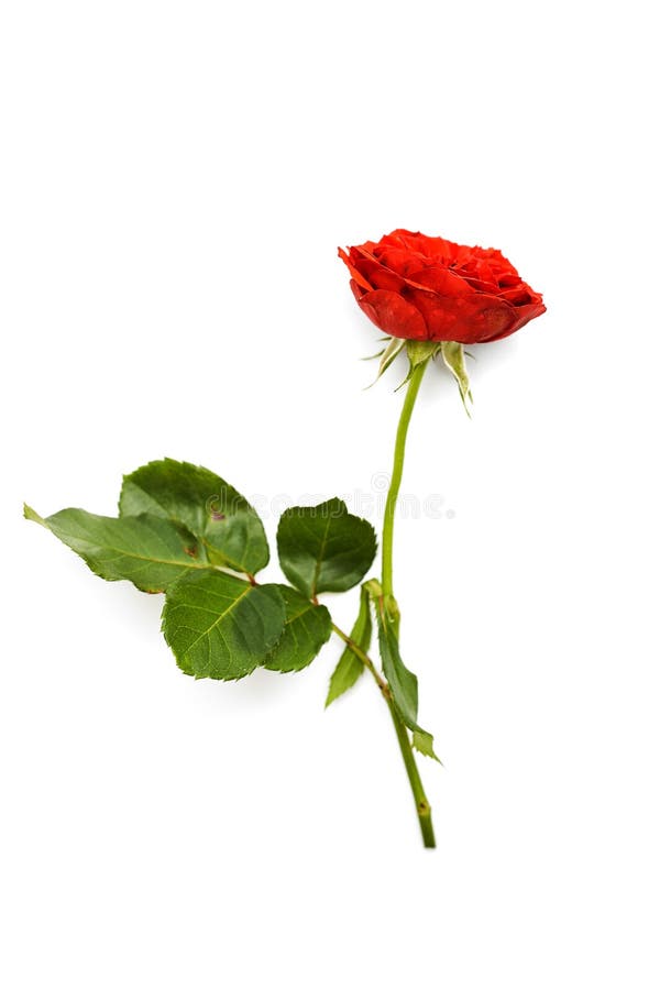 Beautiful Red Rose with Leaves on White Stock Image - Image of white ...