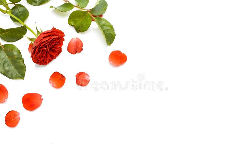 Beautiful Red Rose with Leaves on White Stock Photo - Image of ...