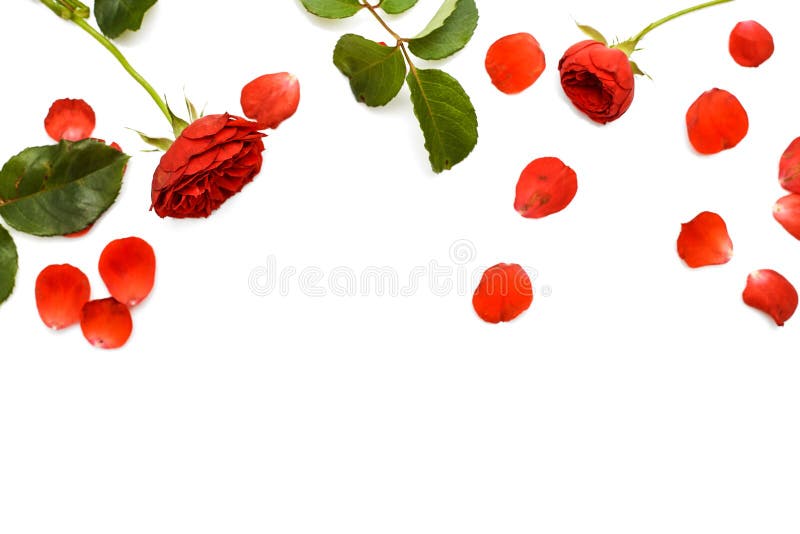 Beautiful Red Rose with Leaves on White Stock Photo - Image of beauty ...