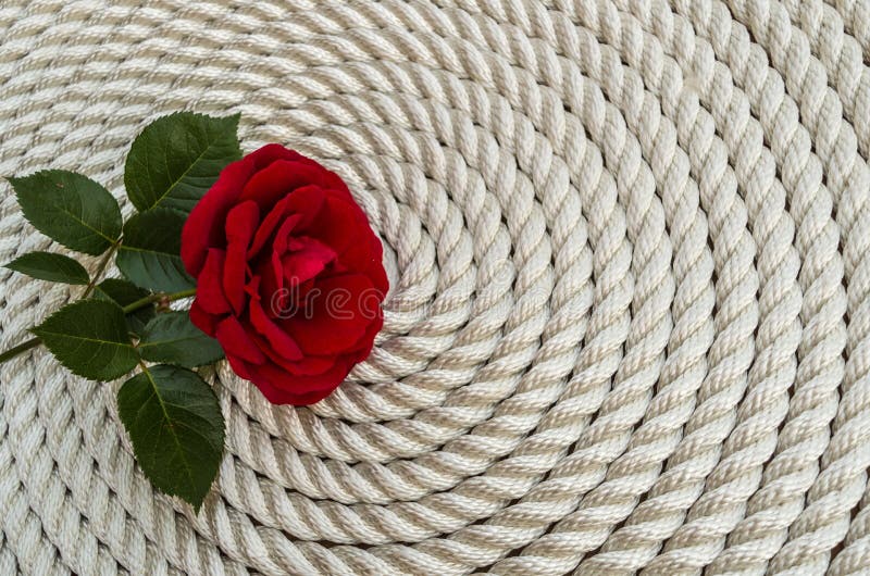 Beautiful Red Rose Lily Over Rope Stock Photo - Image of tropical ...
