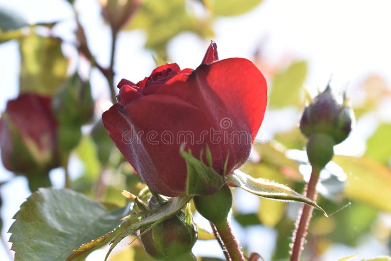 Beautiful Red Rose with a Lot of Light Stock Image - Image of beautiful ...