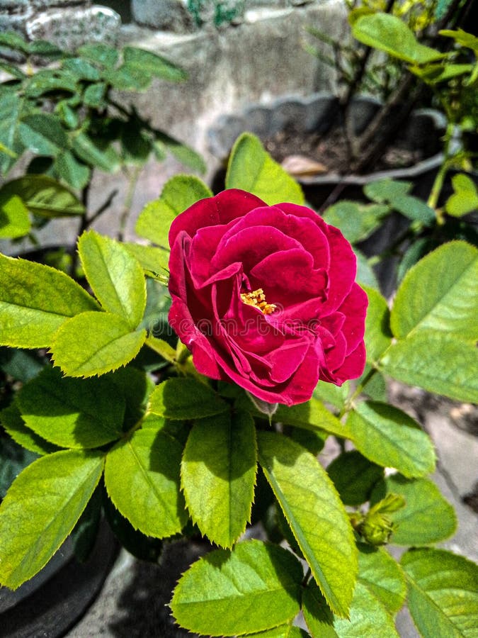The Beautiful Red Rose of Love Blooms in Spring Stock Image - Image of ...