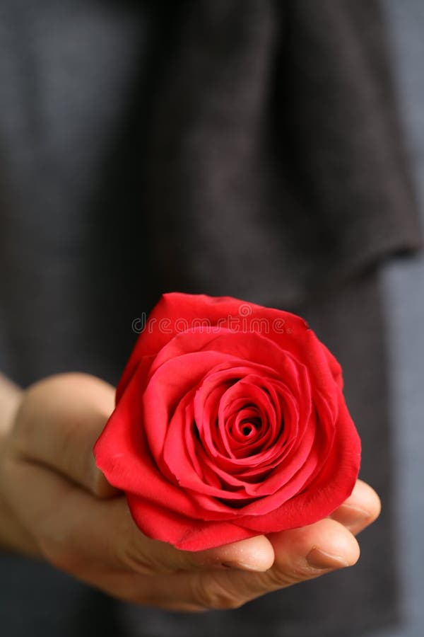 Beautiful Red Rose in Male Hands Stock Photo - Image of holiday, gift ...
