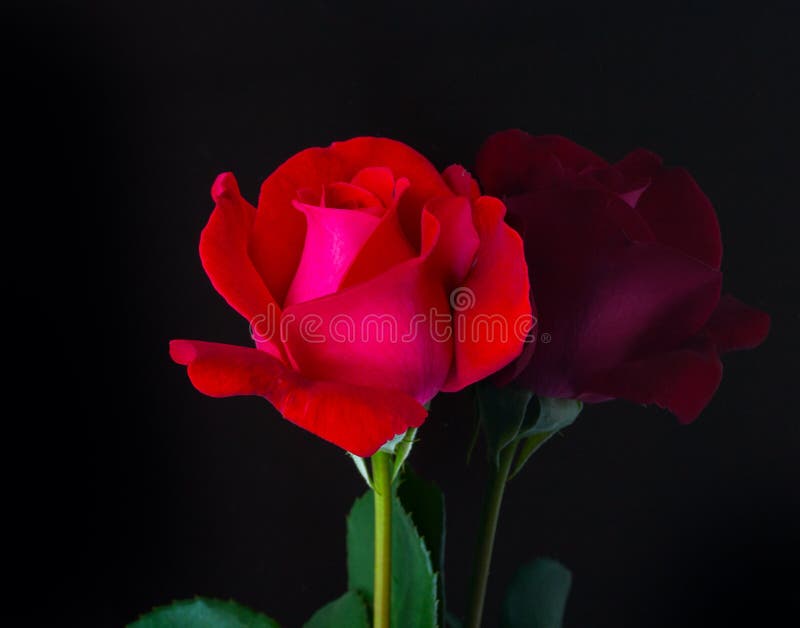 Red rose on the mirror stock image. Image of romance - 146666643