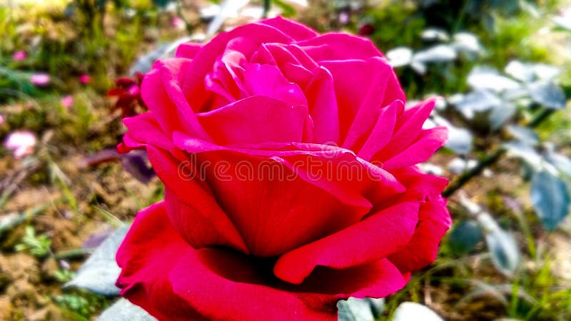 Beautiful Red Rose with Beautiful Natural Background Stock Photo ...