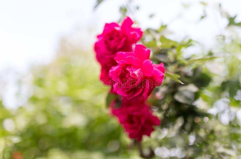 Beautiful Red Rose on Nature Stock Photo - Image of petal, bloom: 102630756