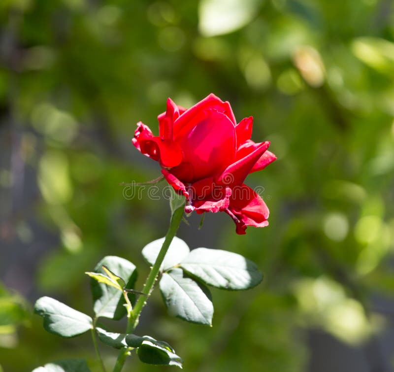 Beautiful Red Rose in Nature Stock Photo - Image of summer, green ...