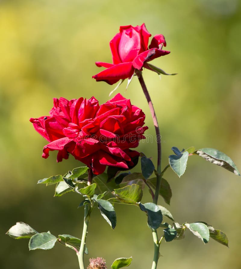 Beautiful Red Rose in Nature Stock Photo - Image of green, flower ...
