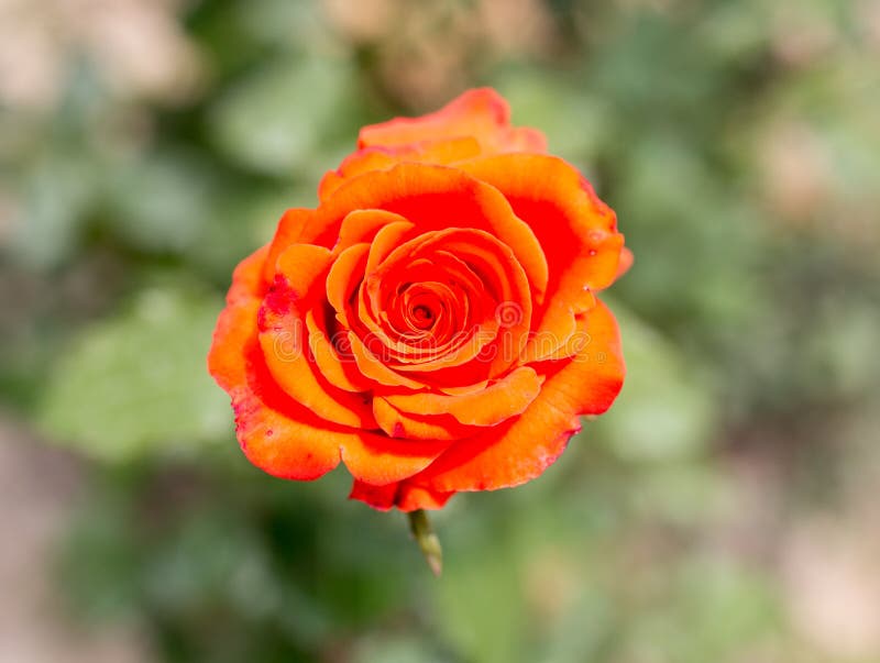 Beautiful Red Rose in Nature Stock Photo - Image of roses, open: 110061014