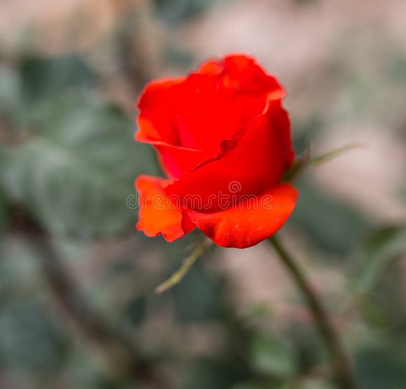 Beautiful Red Rose in Nature Stock Image - Image of blossom ...
