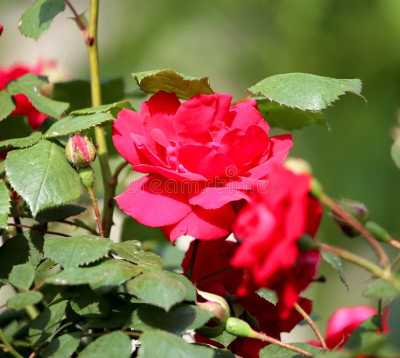 Beautiful Red Rose in Nature Stock Photo - Image of floral, fresh ...