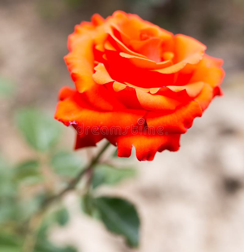 Beautiful Red Rose in Nature Stock Image - Image of petal, roses: 110115119