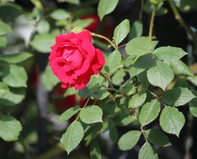 Beautiful Red Rose in Nature Stock Photo - Image of fresh, rose: 110447344