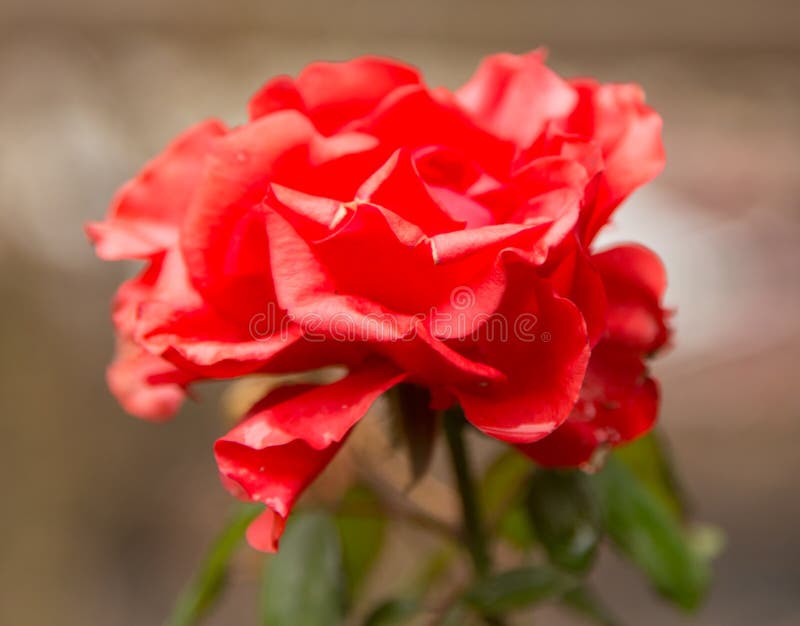 Beautiful Red Rose in Nature Stock Photo - Image of bush, garden: 110994468