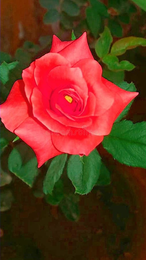 A Beautiful Red Rose in Night Moon Stock Image - Image of state ...