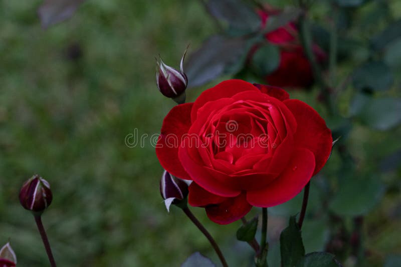 Beautiful red rose stock photo. Image of flowers, autumn - 258008600